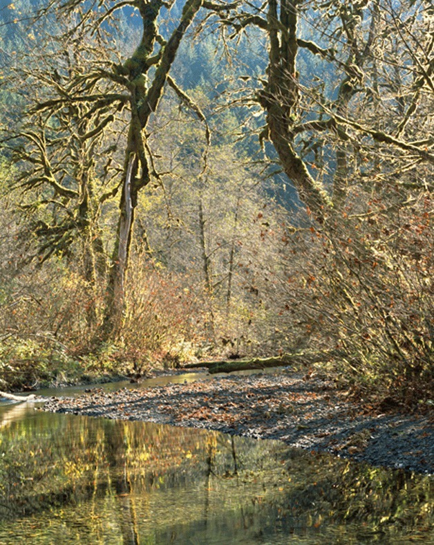 Bainbridge photographer shares secrets for capturing remarkable images ...