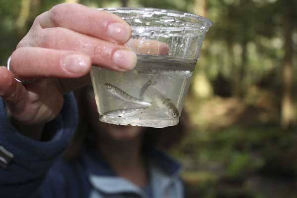 Global team works to revive salmon run | Bainbridge Island Review