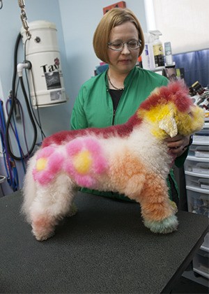 Fluffy Ruff wins big at Groom Expo West event | Bainbridge Island Review