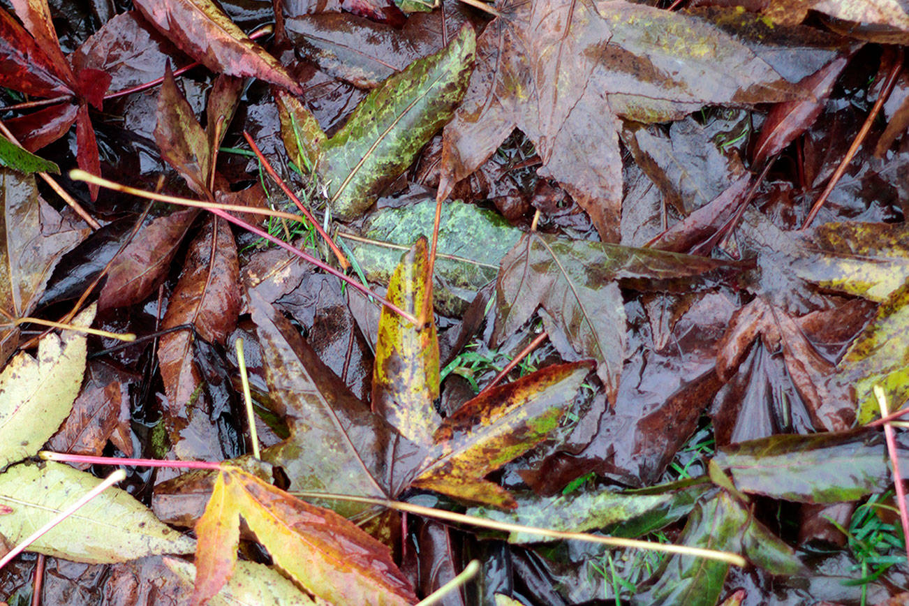 Soggy colors | Photo of the day 1.11 | Bainbridge Island Review