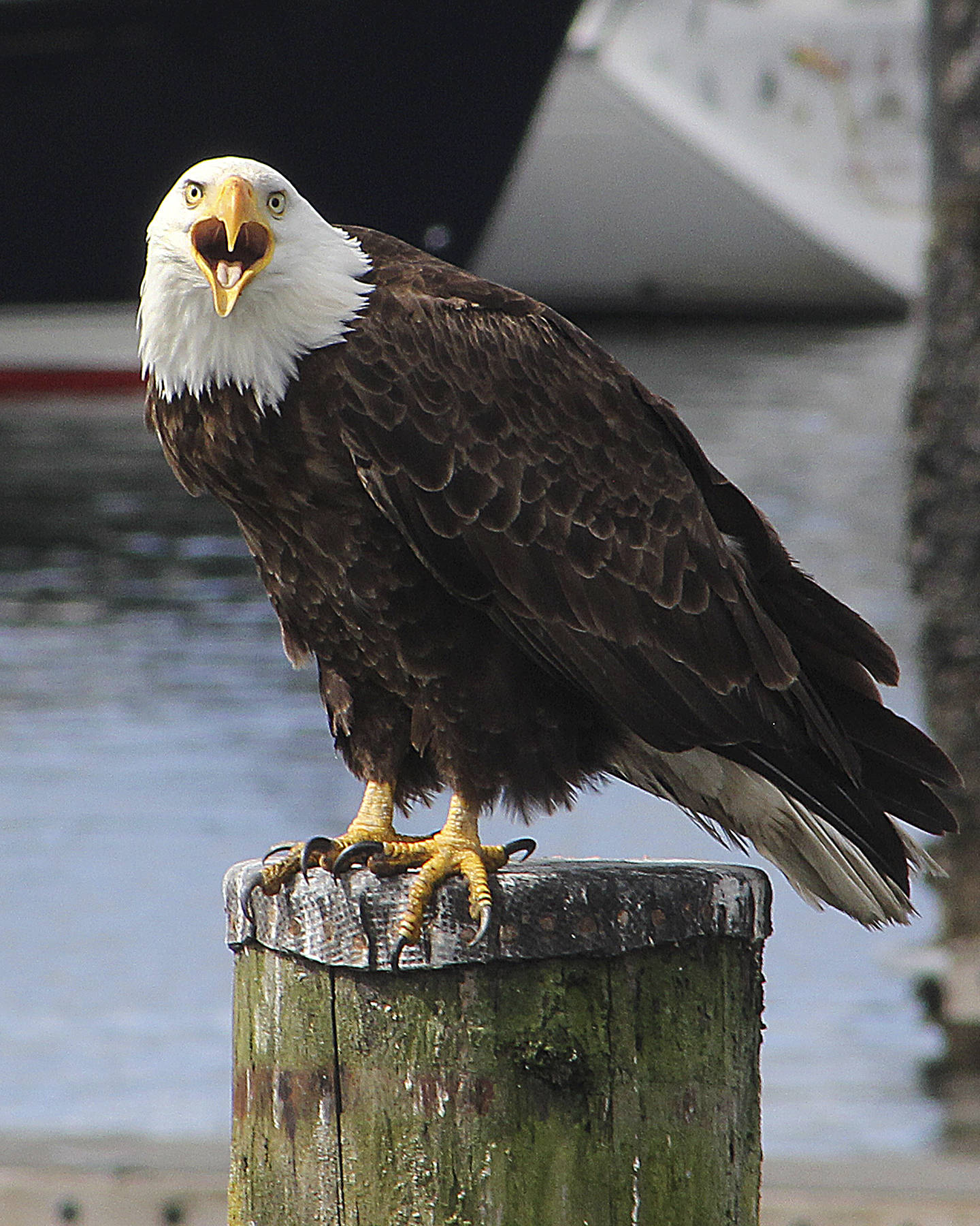 Birds of a feather | Bainbridge Island Review