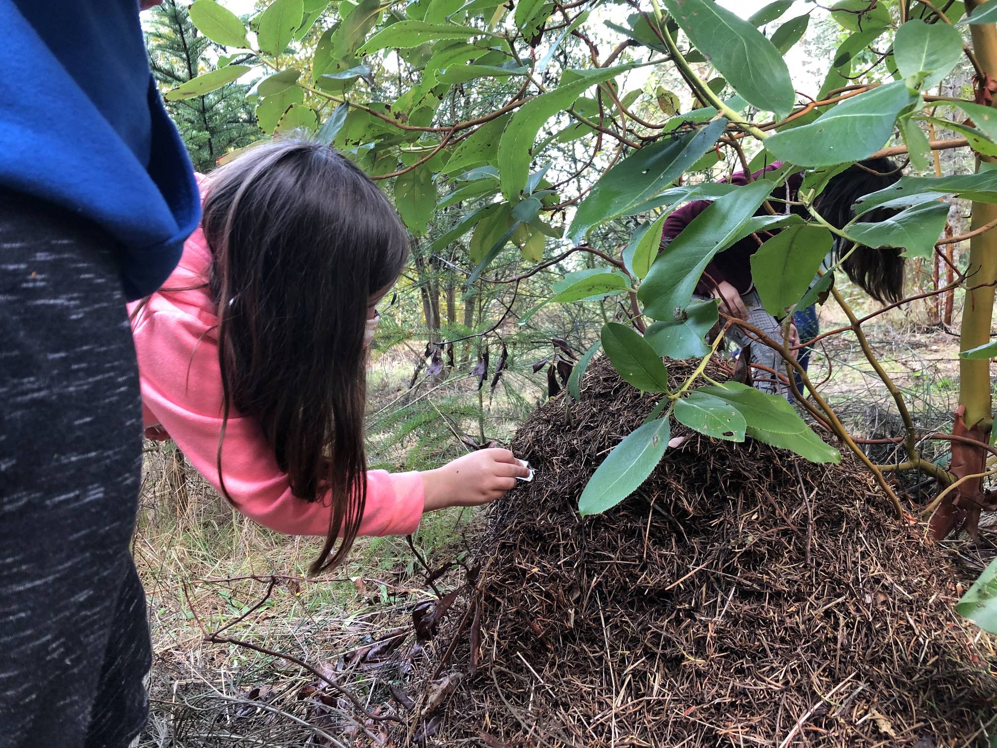 Students make guide for Native Food Forest | Bainbridge Island Review