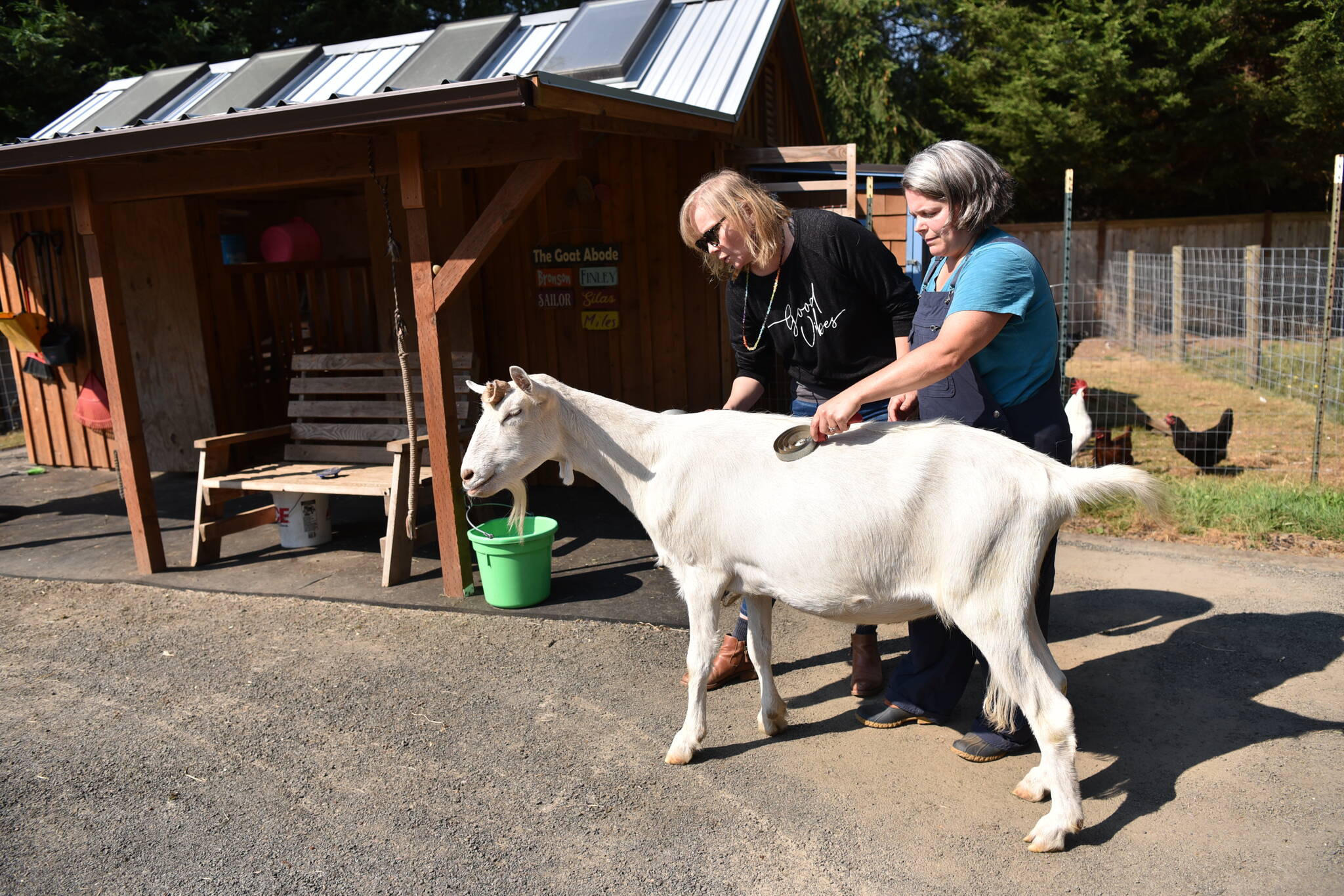 Relax with goats at this therapeutic farm | Bainbridge Island Review