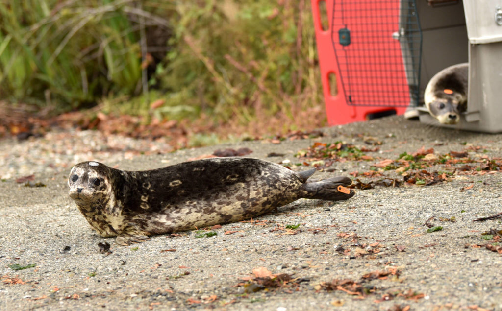 Release on BI gets seal of approval | Bainbridge Island Review