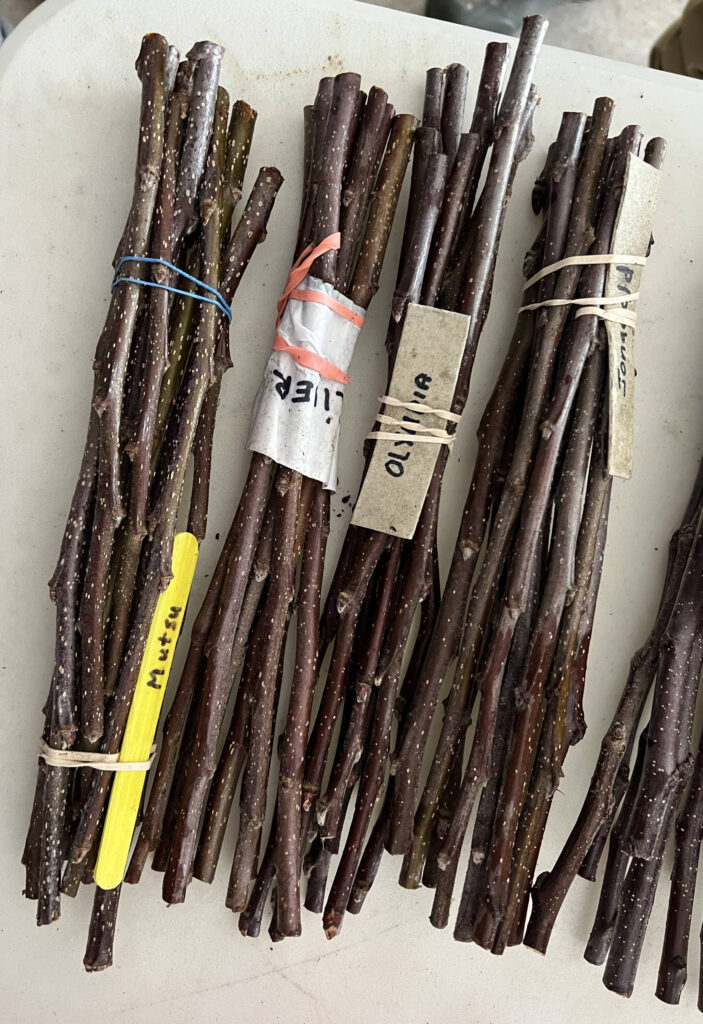 Grafting can revitalize trees in many different ways | Bainbridge ...