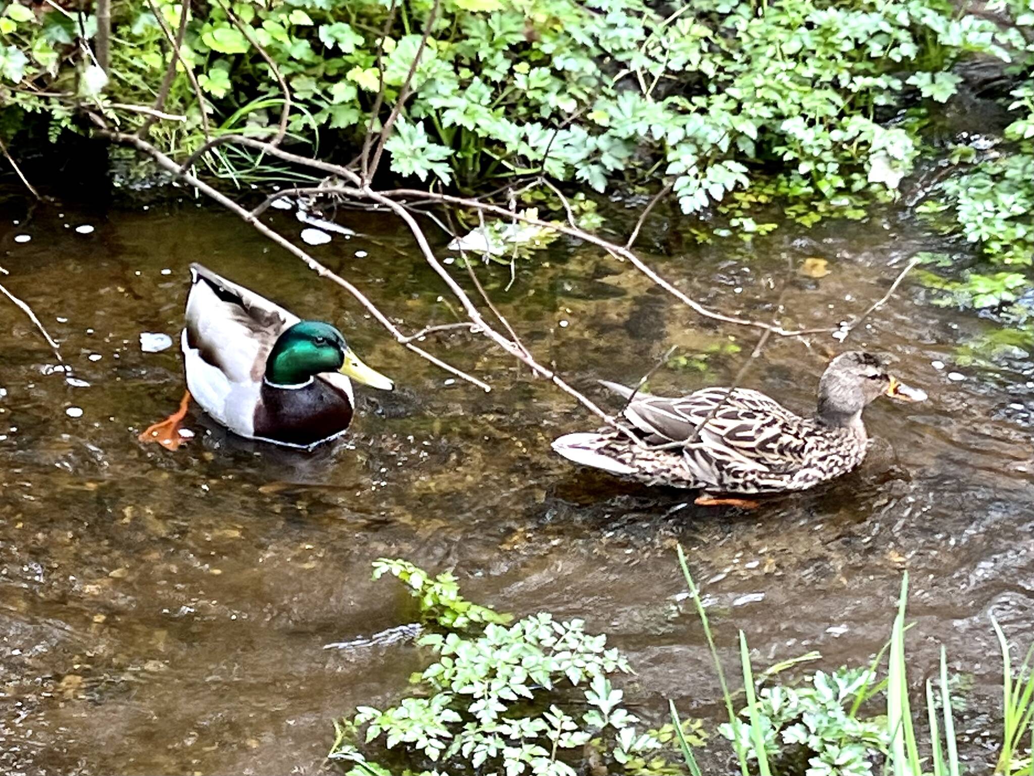 Saying goodbye to duck symbolic of loss | Bainbridge Island Review