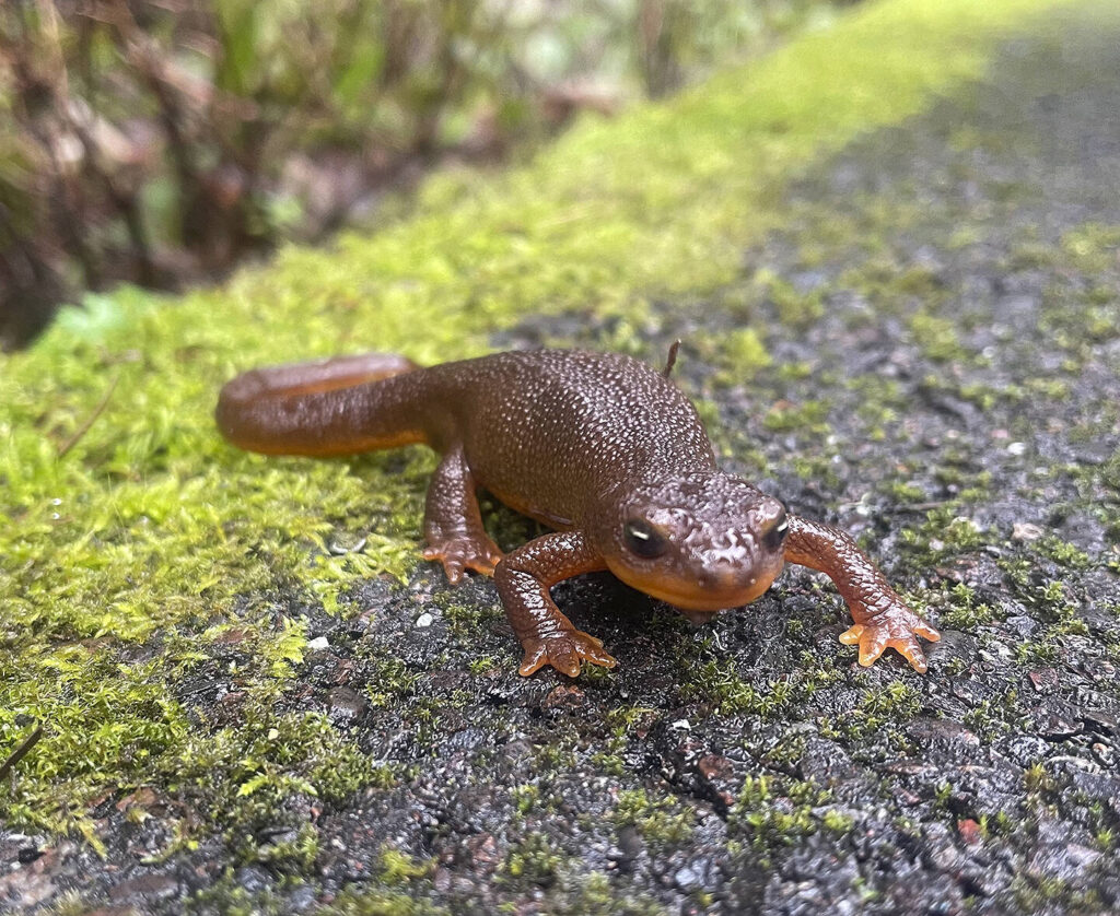 Newt crossing guards help BI amphibians survive | Bainbridge Island Review