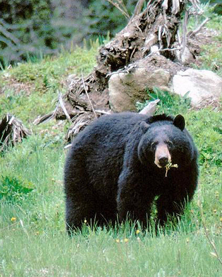 Bear necessity: Respect them ‘so they can stay wild’ | Bainbridge ...
