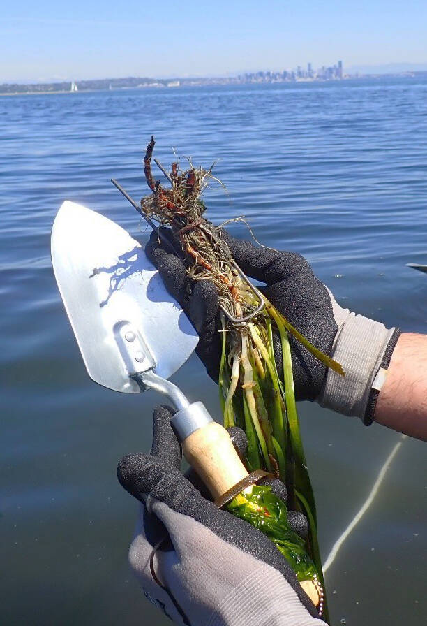 Eelgrass at BI Superfund site: to restore or not restore? | Bainbridge ...