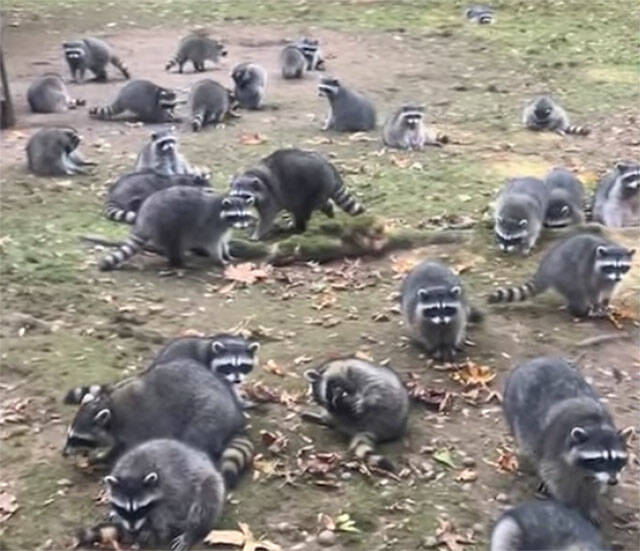 Woman seeks help; nearly 100 raccoons surround NK home | Bainbridge ...