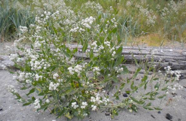 Bainbridge Island briefs | Bainbridge Island Review