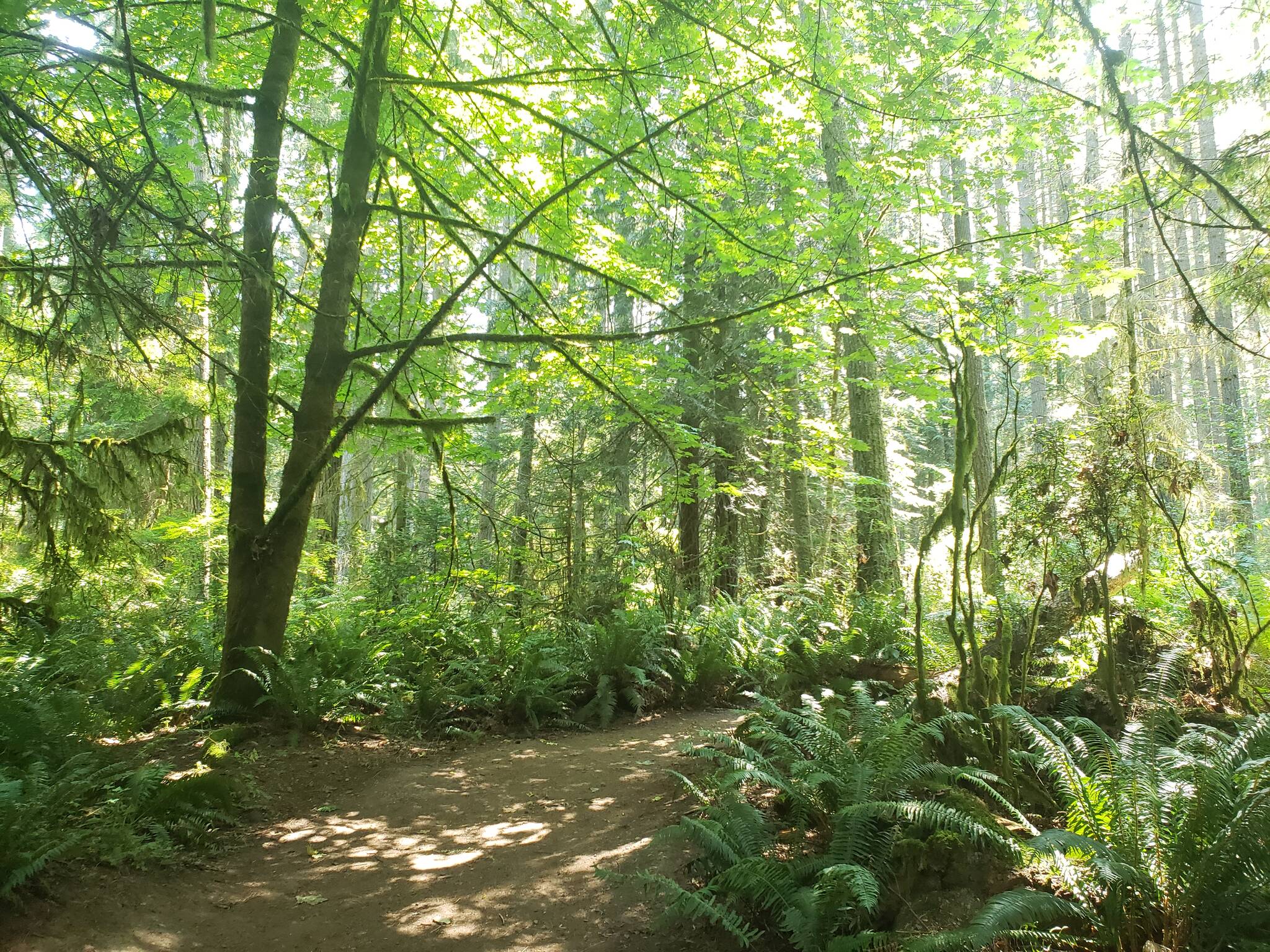 Trails on BI could be designated by type of recreation | Bainbridge ...